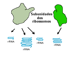 e- portfolio: O RNA